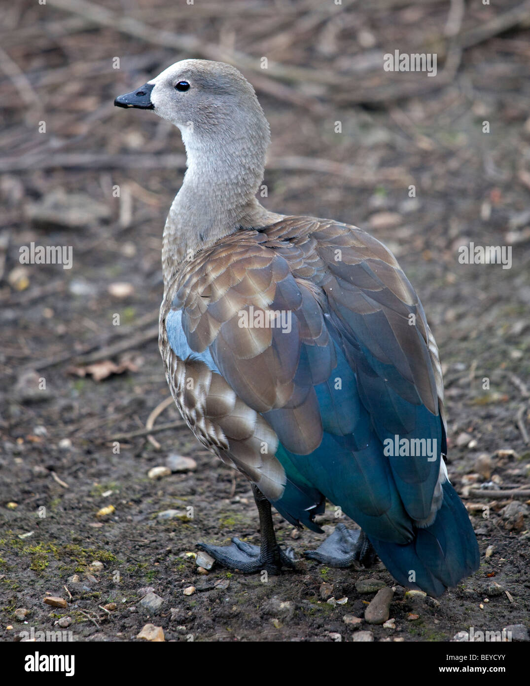 Abyssinian Blue-Winged Goose (cyanochen cyanoptera Stock Photo - Alamy Abyssinian Blue-Winged Goose (cyanochen cyanoptera Stock Photo - Alamy