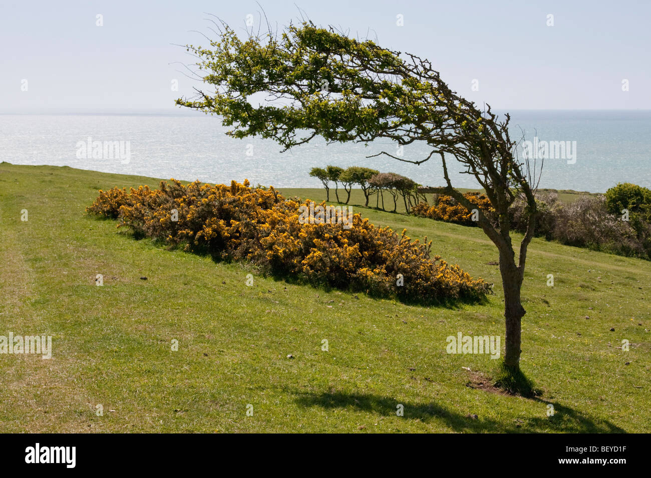 Wind blown tree hi-res stock photography and images - Alamy