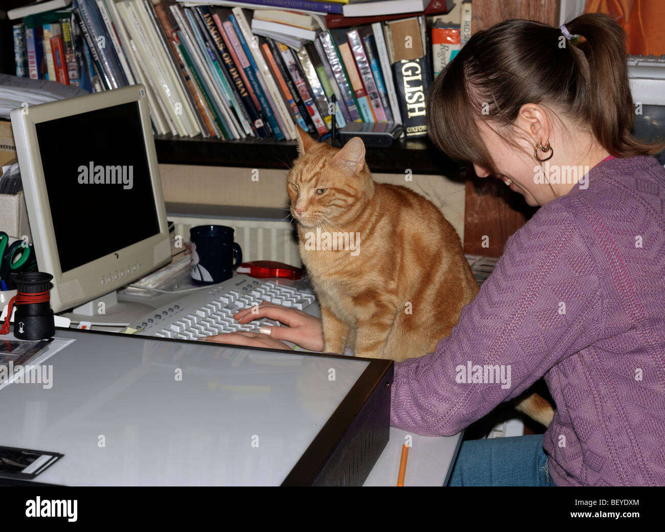 Young woman at her desk with a cat on her lap Stock Photo - Alamy