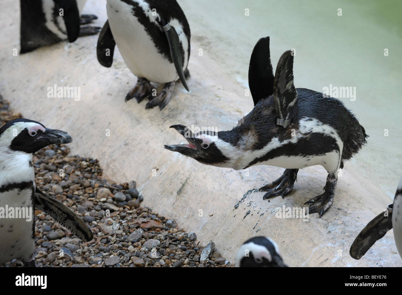Angry provocative penguin at London Zoo Stock Photo - Alamy