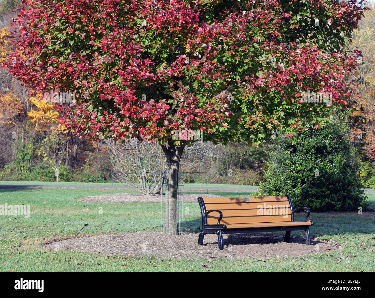 A park bench under a Red Maple tree acer rubrum. An October Glory ...