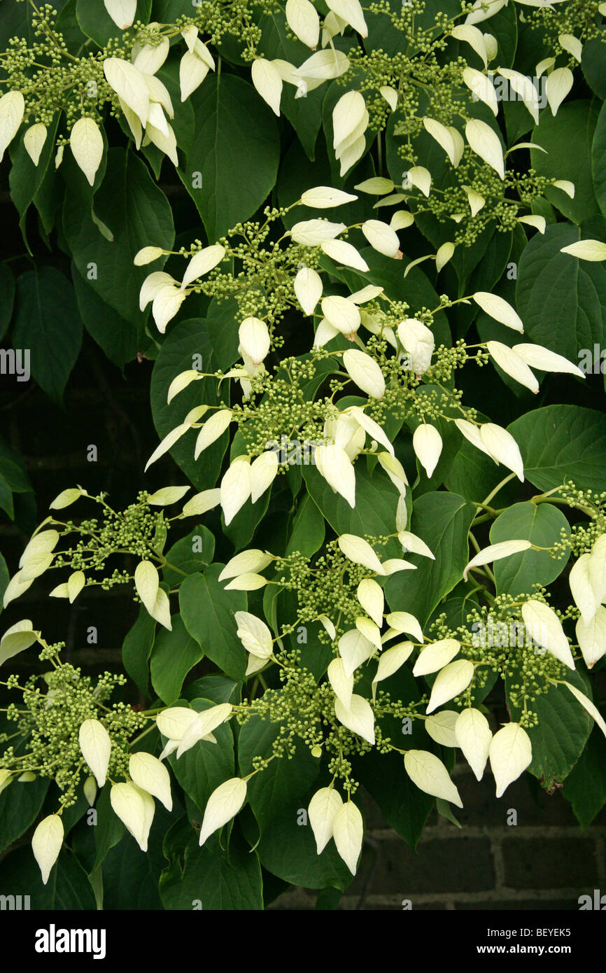 Chinese Hydrangea Vine, Schizophragma integrifolium, Hydrangeaceae ...