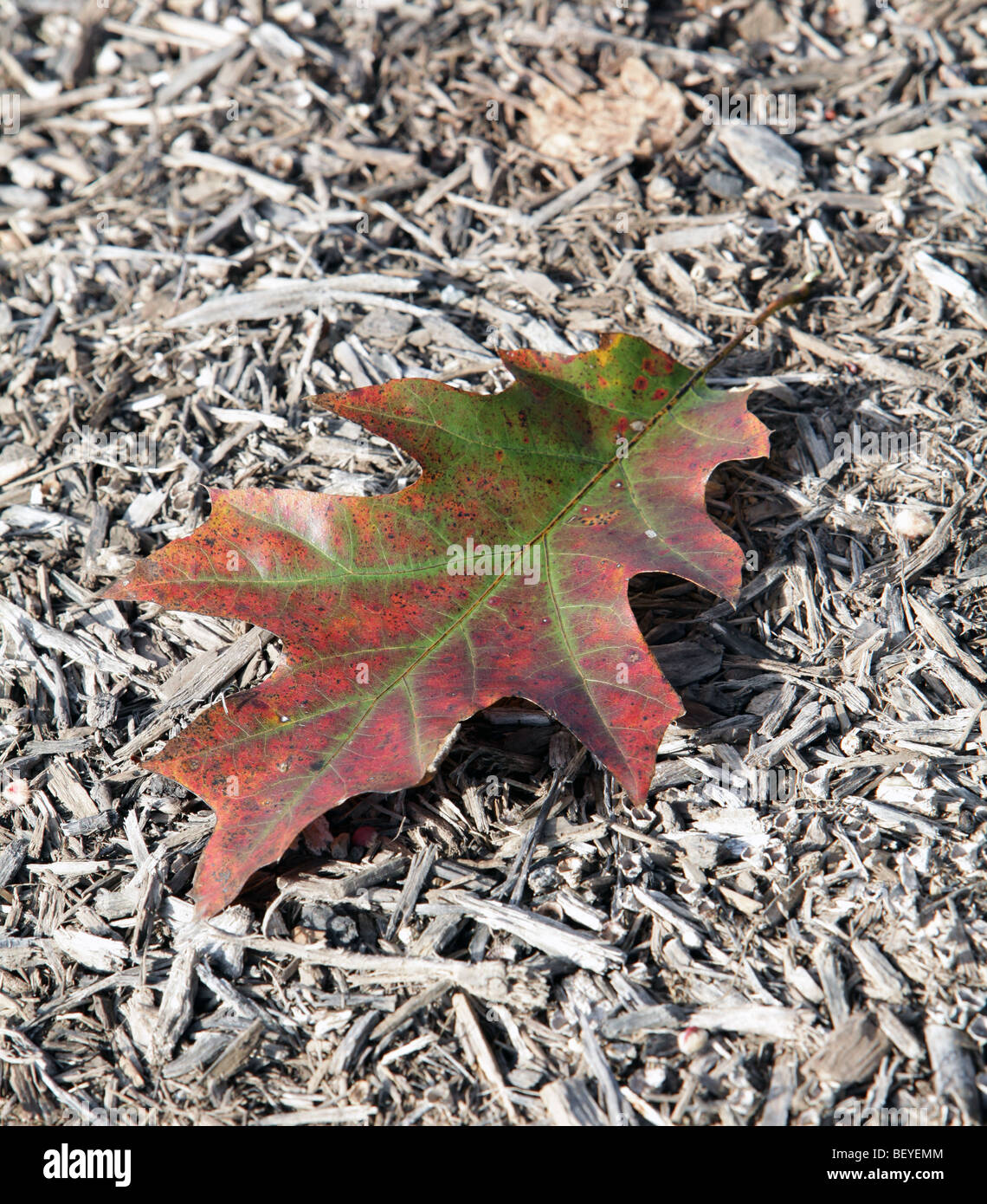 A single Red Oak leaf in autumn color colour laying on a bed of mulch ...