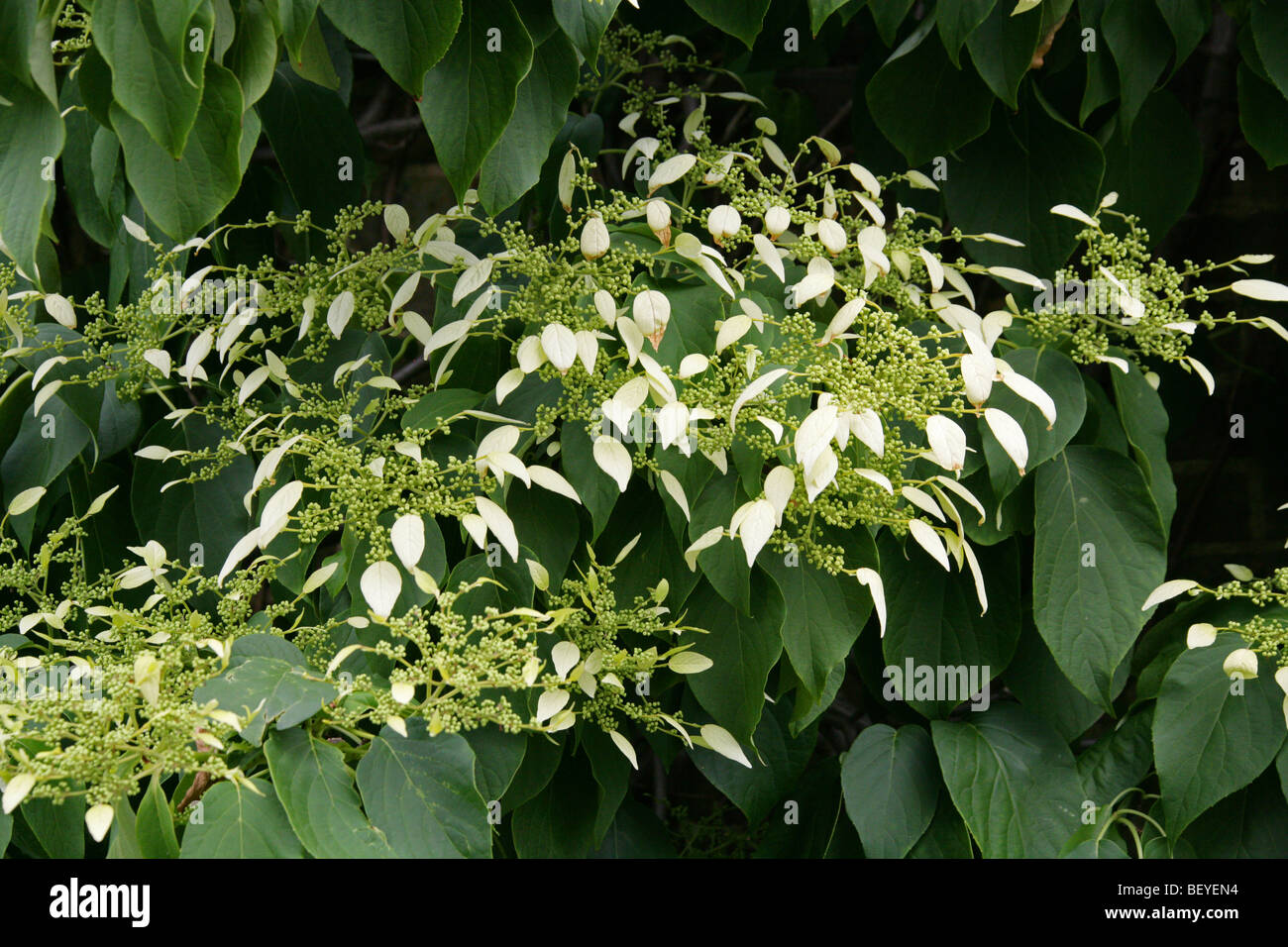 Schizophragma integrifolium hi-res stock photography and images - Alamy