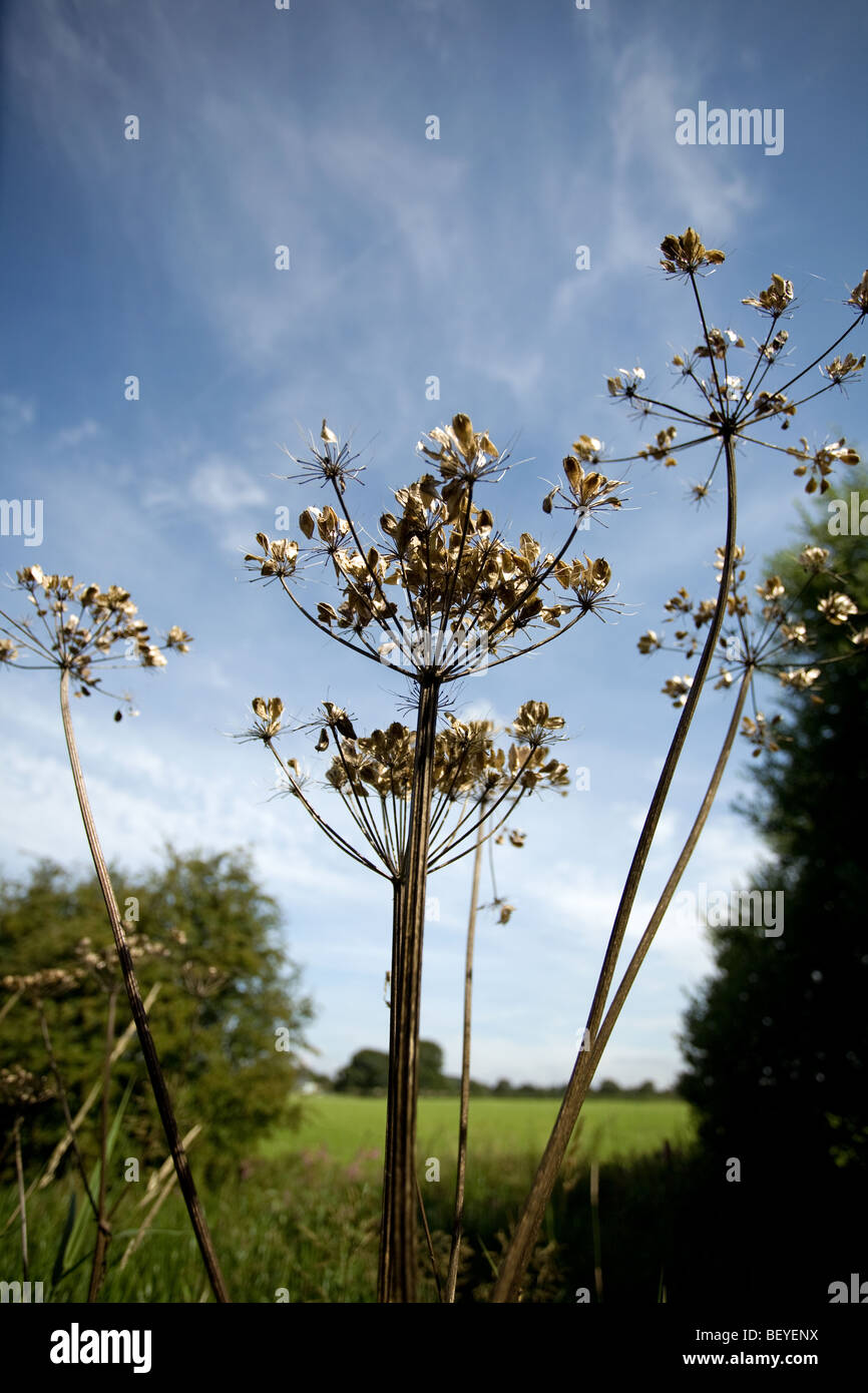 Hogweed plant hi-res stock photography and images - Alamy