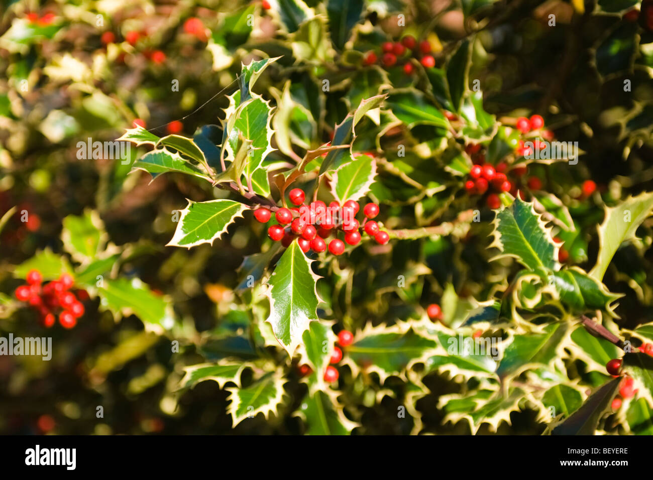 Harrow on the Hill , Harrow School , holly or ilex bush with green ...