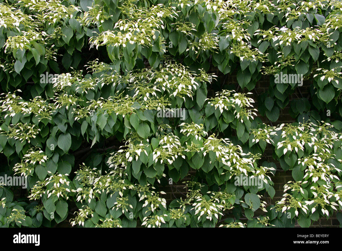 Chinese Hydrangea Vine, Schizophragma integrifolium, Hydrangeaceae ...