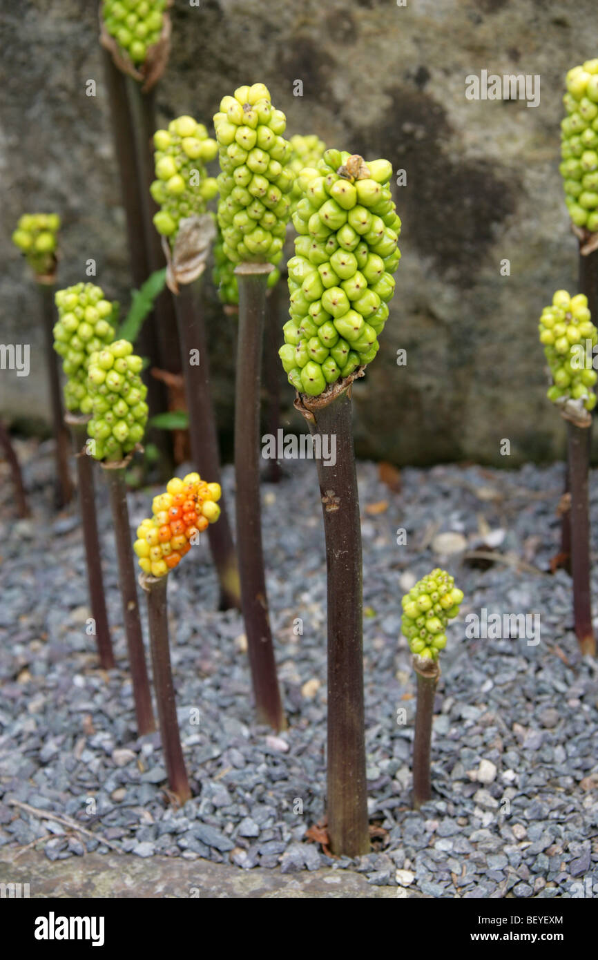 Flora of crete hi-res stock photography and images - Alamy