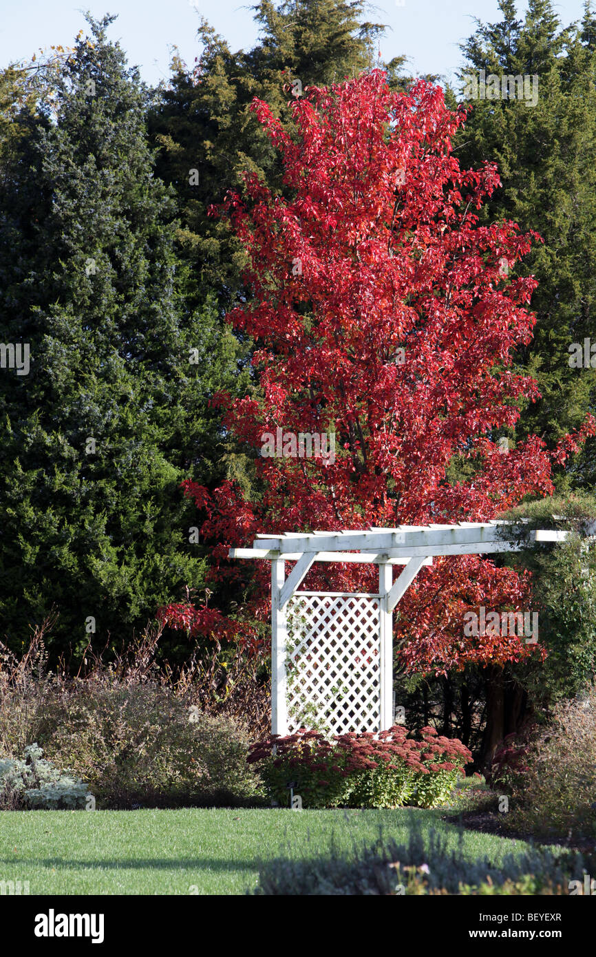 Pyrus Calleryana Aristocrat