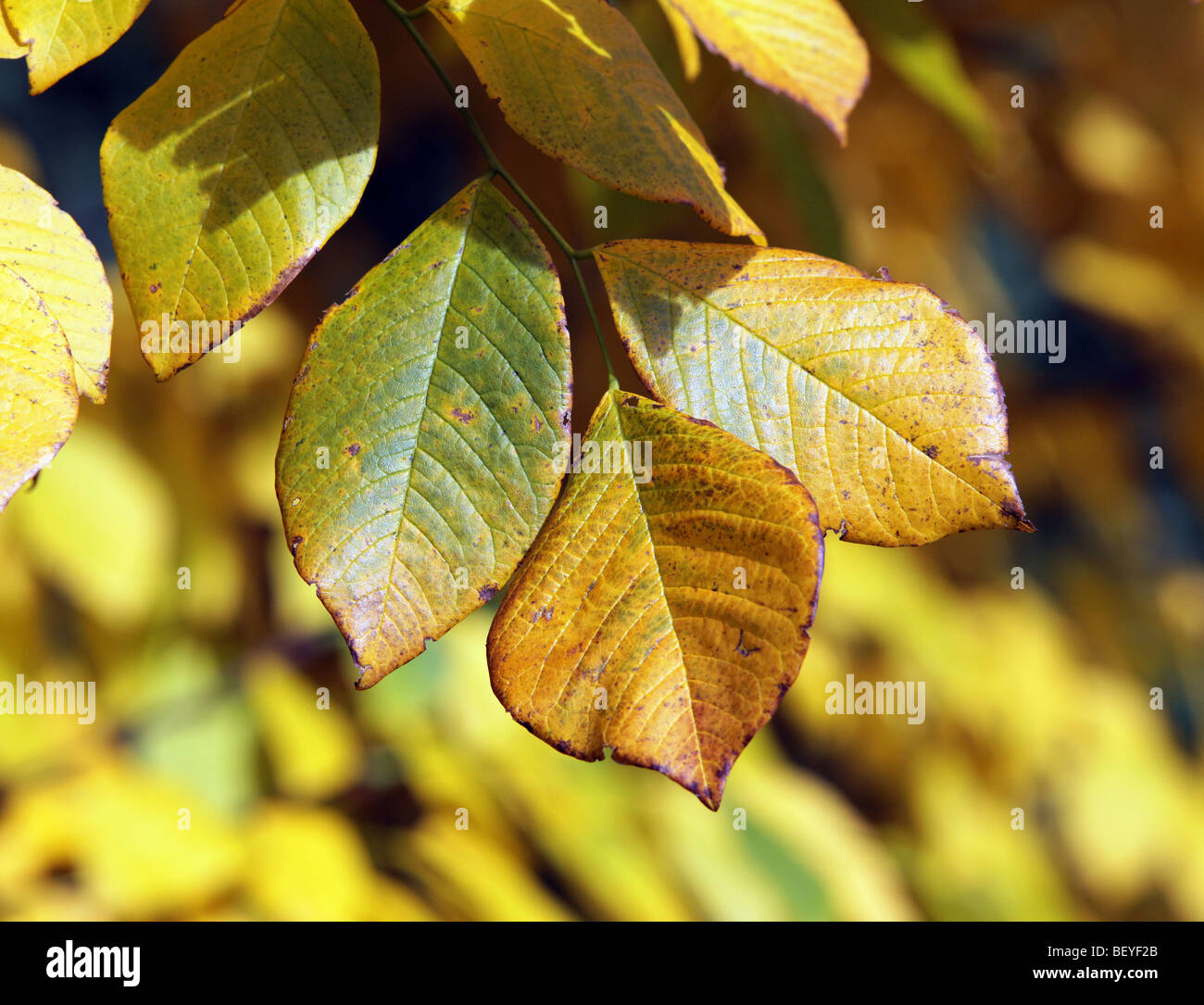 A Yellowwood cladrastis kentukea sweet shade fabaceae captured in its ...