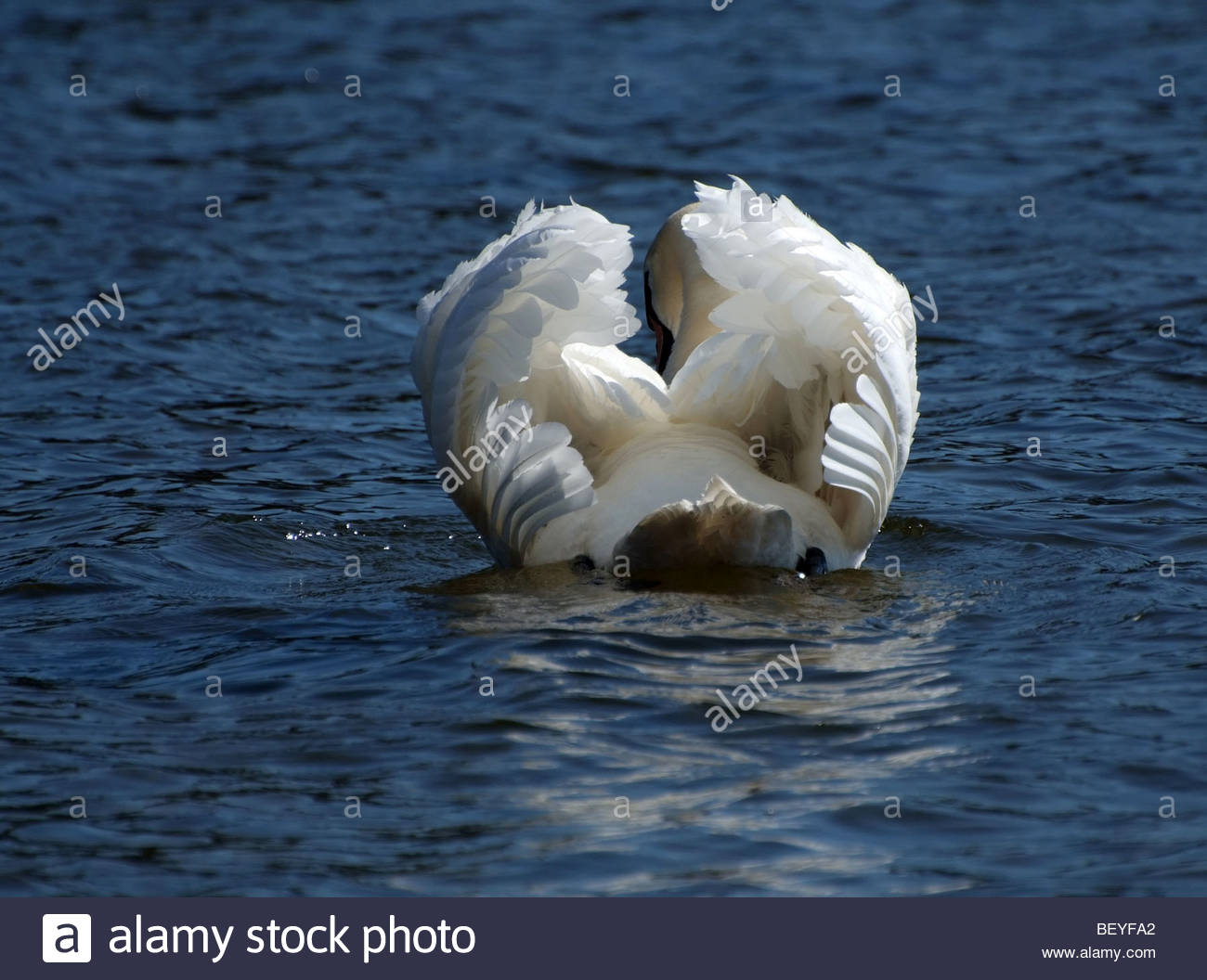 Swan Of Finland Stock Photos & Swan Of Finland Stock Images - Alamy