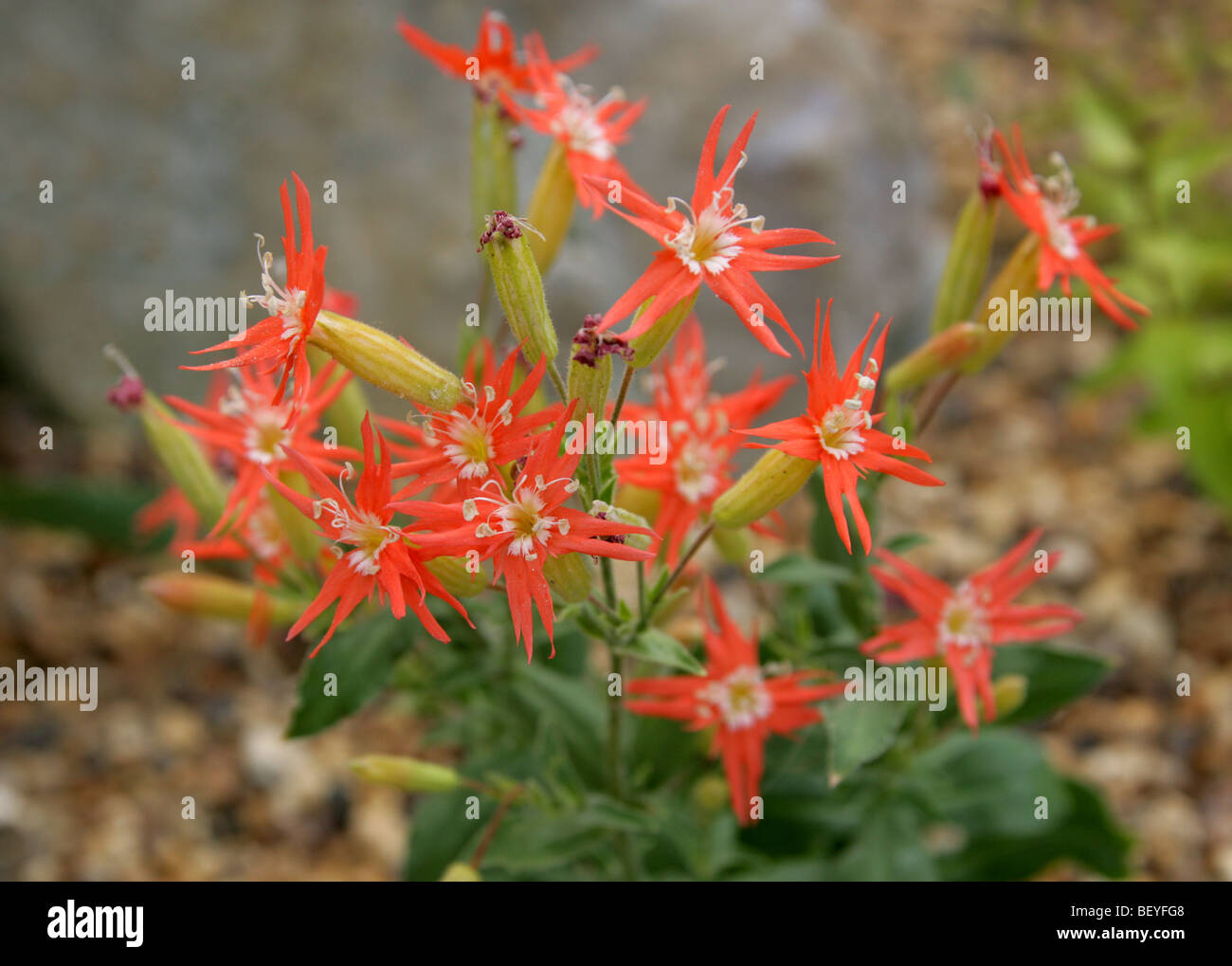 Indian-pink, Mexican Campion, or Mexican-pink, Silene laciniata ...