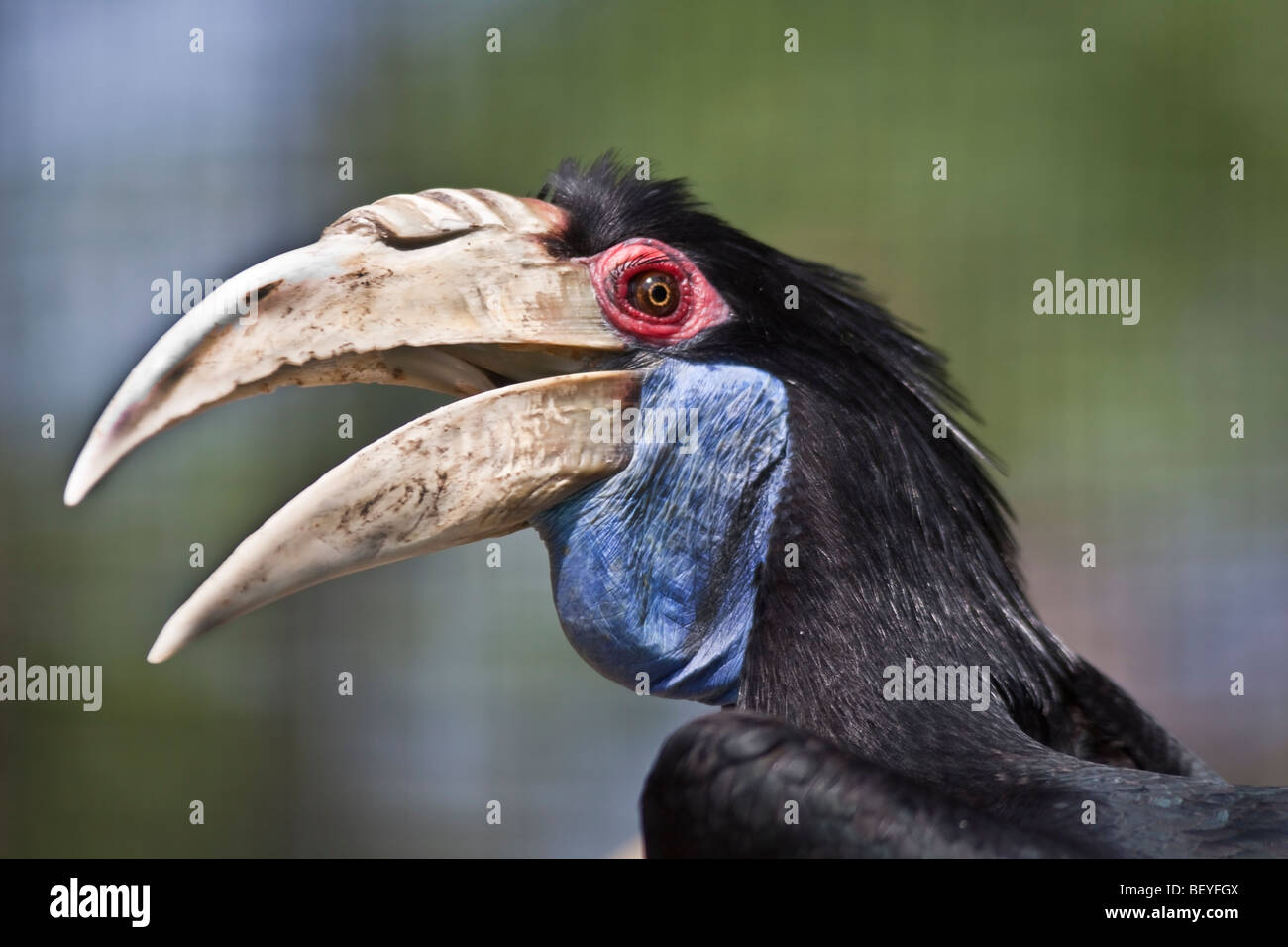 Large bird aviary hi-res stock photography and images - Alamy