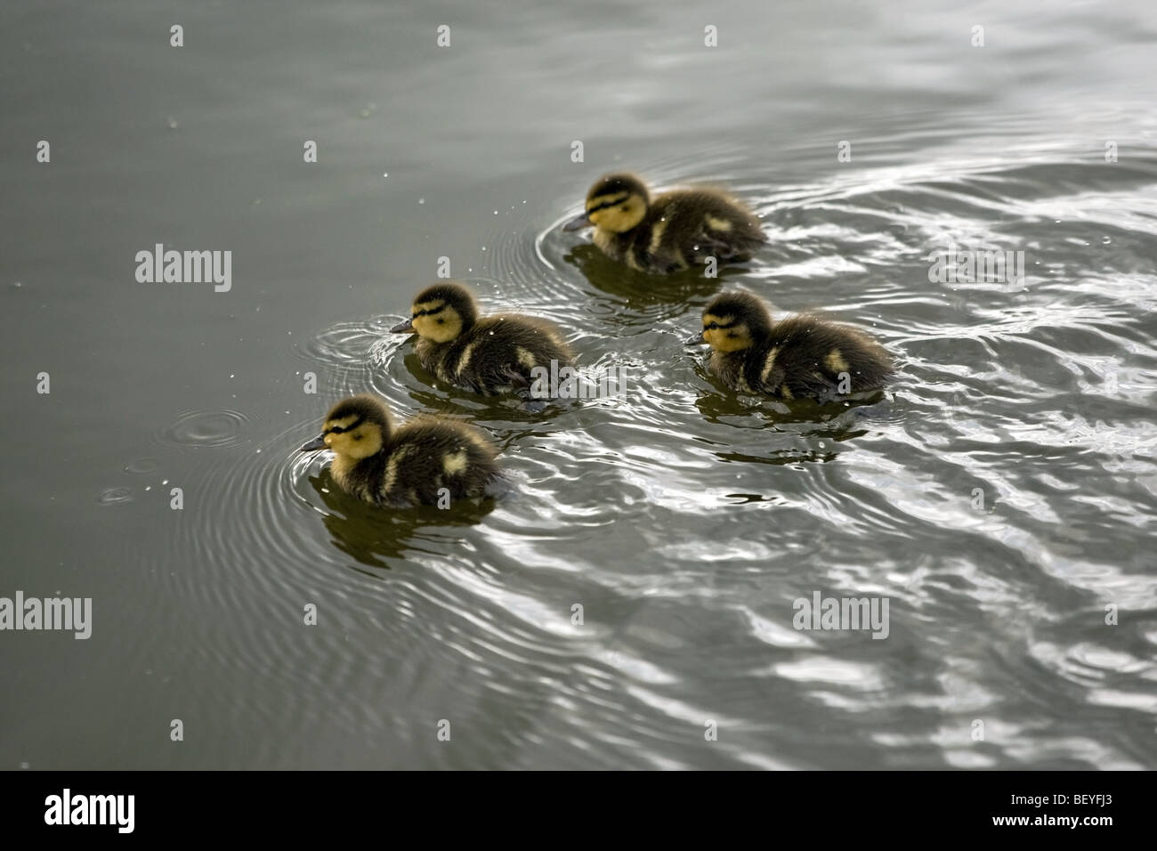 Attenborough nature reserve ducklings hi-res stock photography and ...