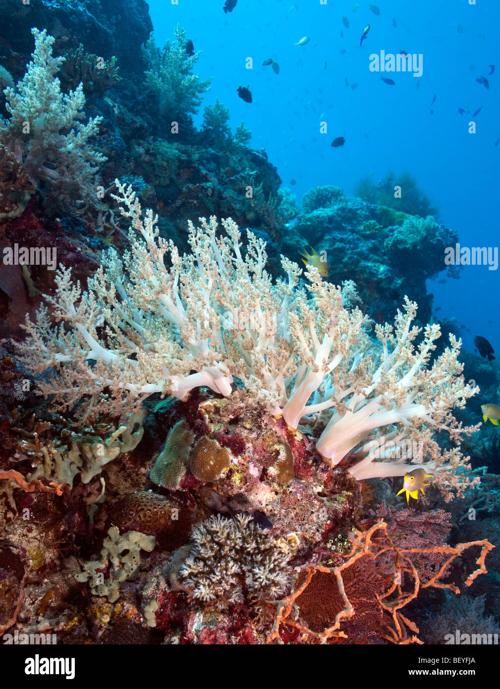 White Soft corals open to feeding on wall of Menjangen Island Stock ...