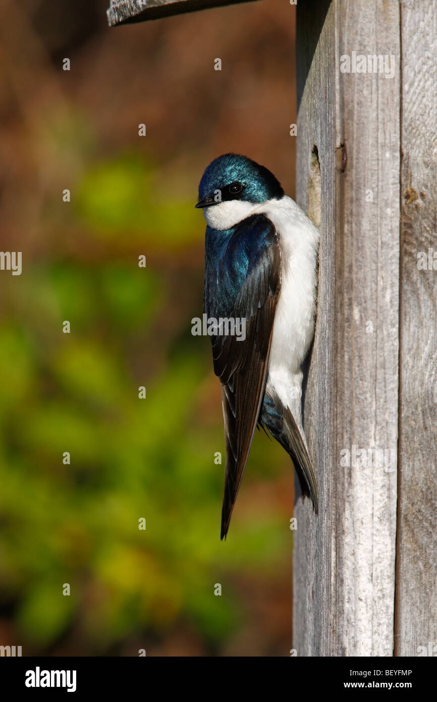 Tree Swallow (Tachycineta bicolor), male at nest box Stock Photo - Alamy