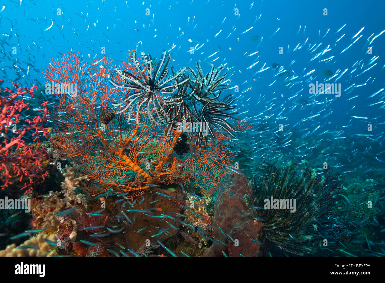 Slender silverside fish swarm around coral and spones on coral reef off ...