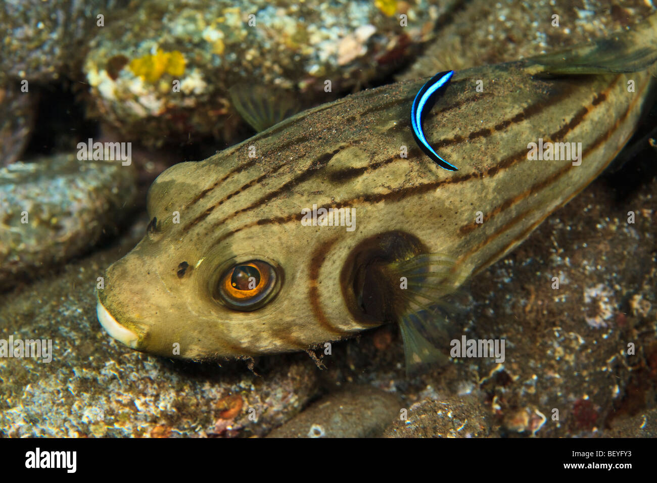 Striped puffer hi-res stock photography and images - Alamy