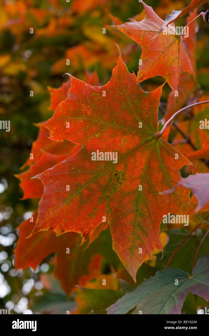 Sycamore leaf changing colour Stock Photo - Alamy