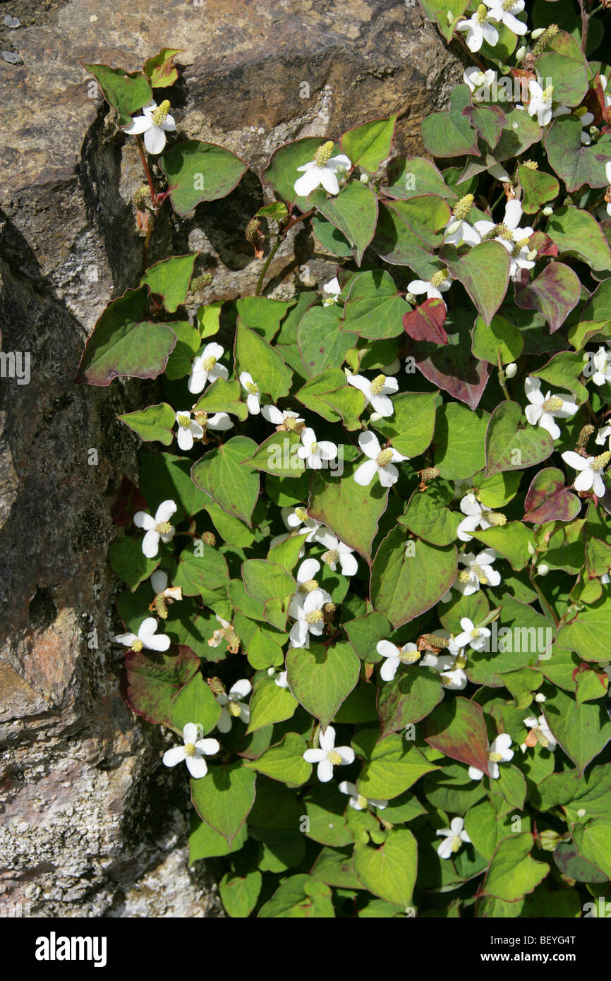 Chameleon Plant, Houttuynia cordata, Saururaceae, Japan, Korea ...