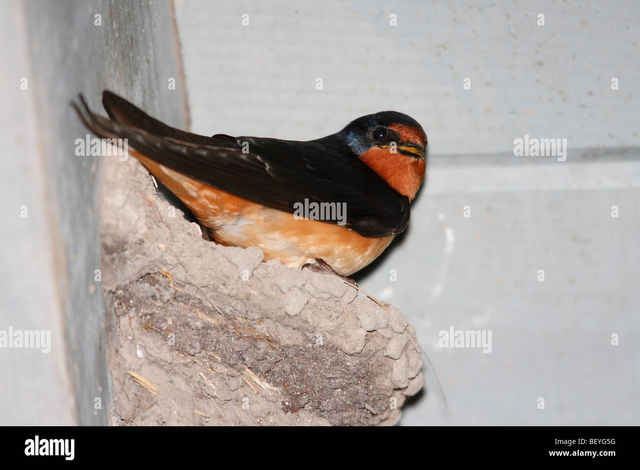 Barn Swallow (Hirundo rustica erythrogaster), standing on nest Stock ...