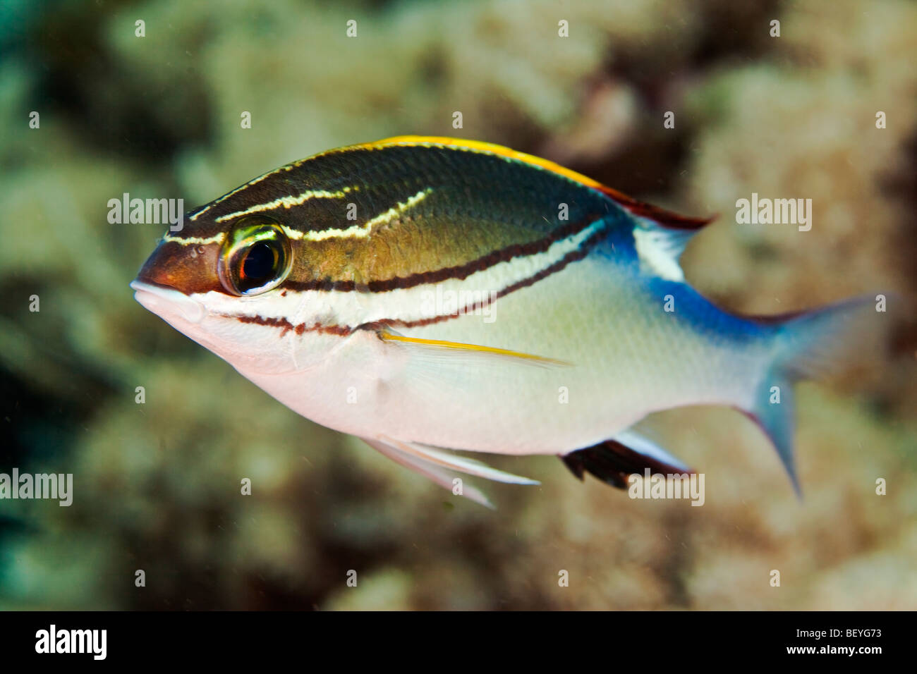 Bridled monocle Bream swimming on coral reef underwater in Tulamben ...