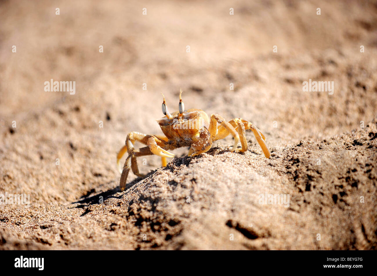 Scuttling hi-res stock photography and images - Alamy