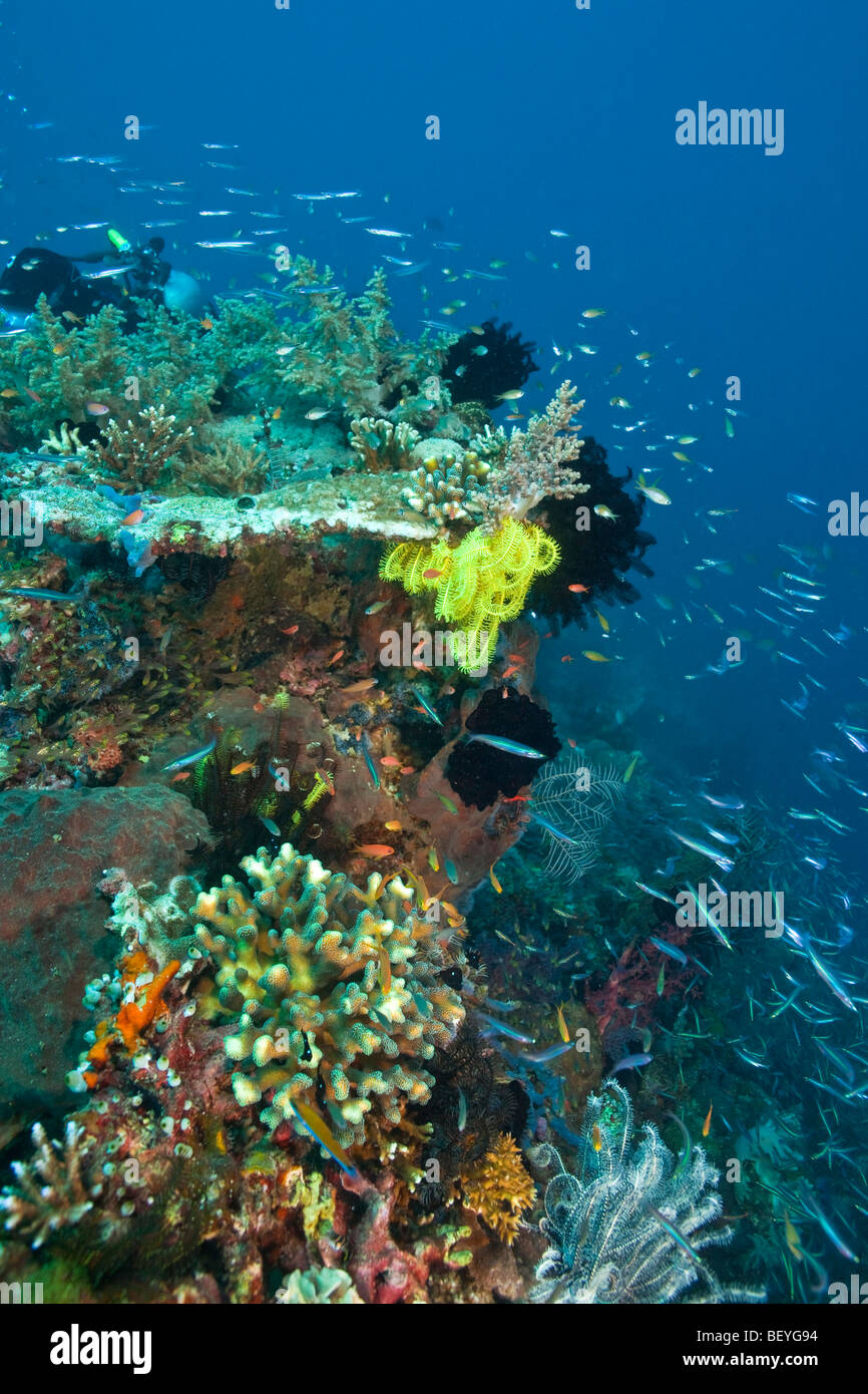 Reef silverside hi-res stock photography and images - Alamy