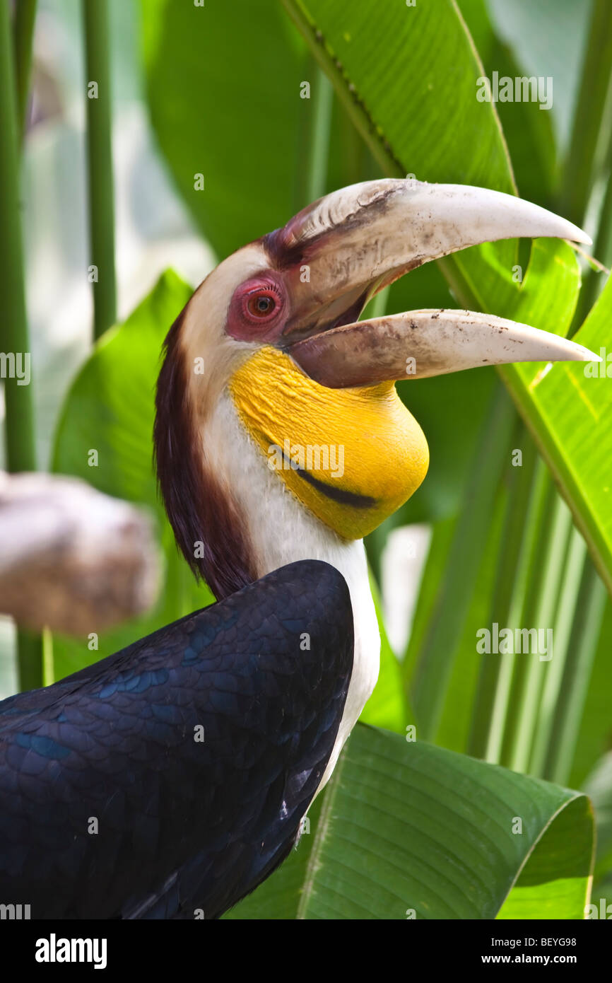 Hornbill in captivity at Bali bird aviary in Indonesia Stock Photo - Alamy