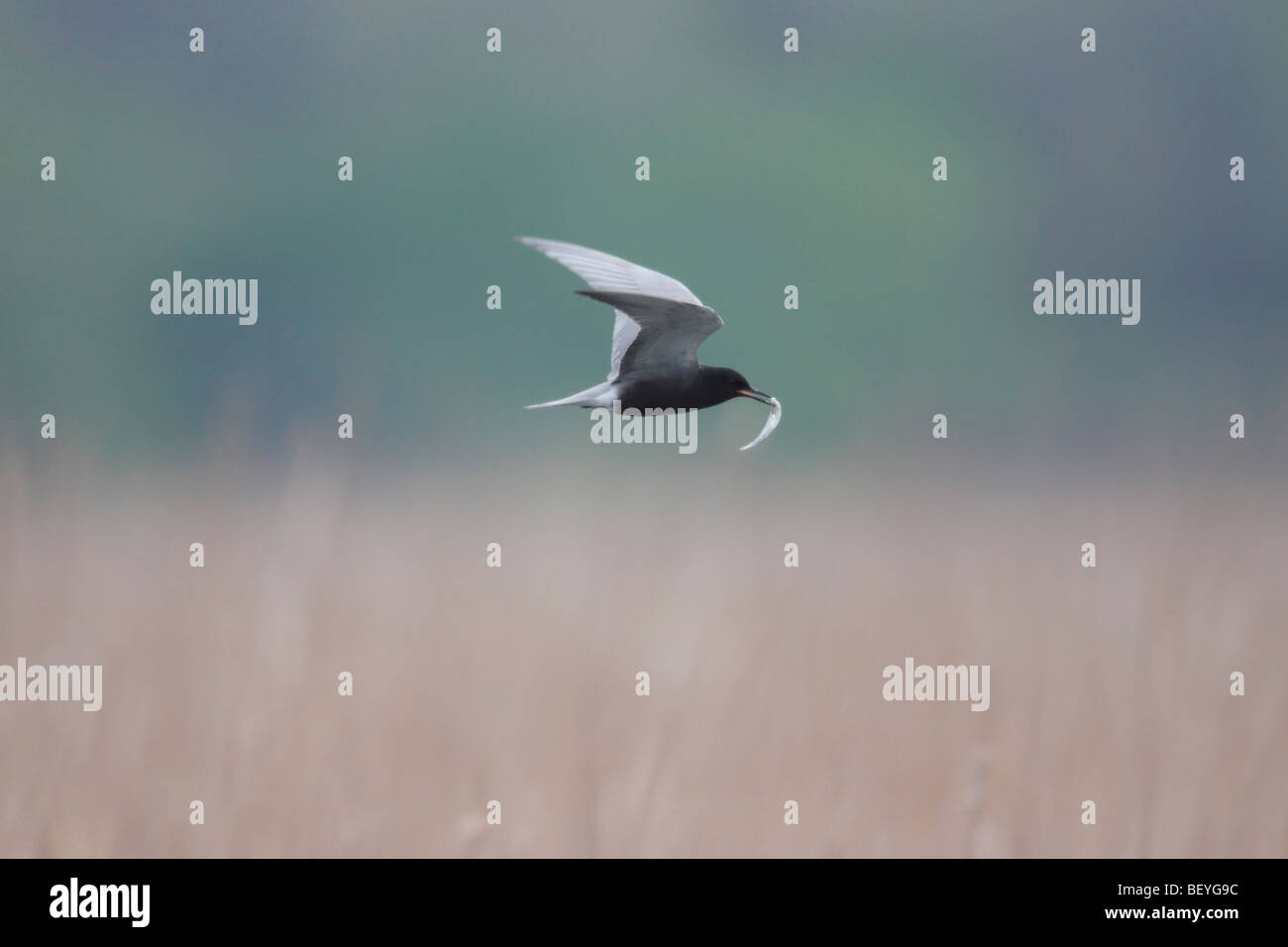 Black Tern (Chlidonias niger surinamensis), in breeding plumage flying ...