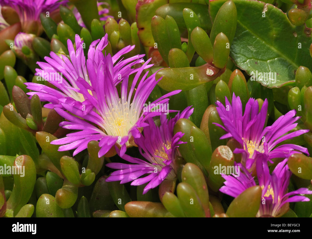 Purple Dewplant - Disphyma crassifolium Growing over cliffs on The ...