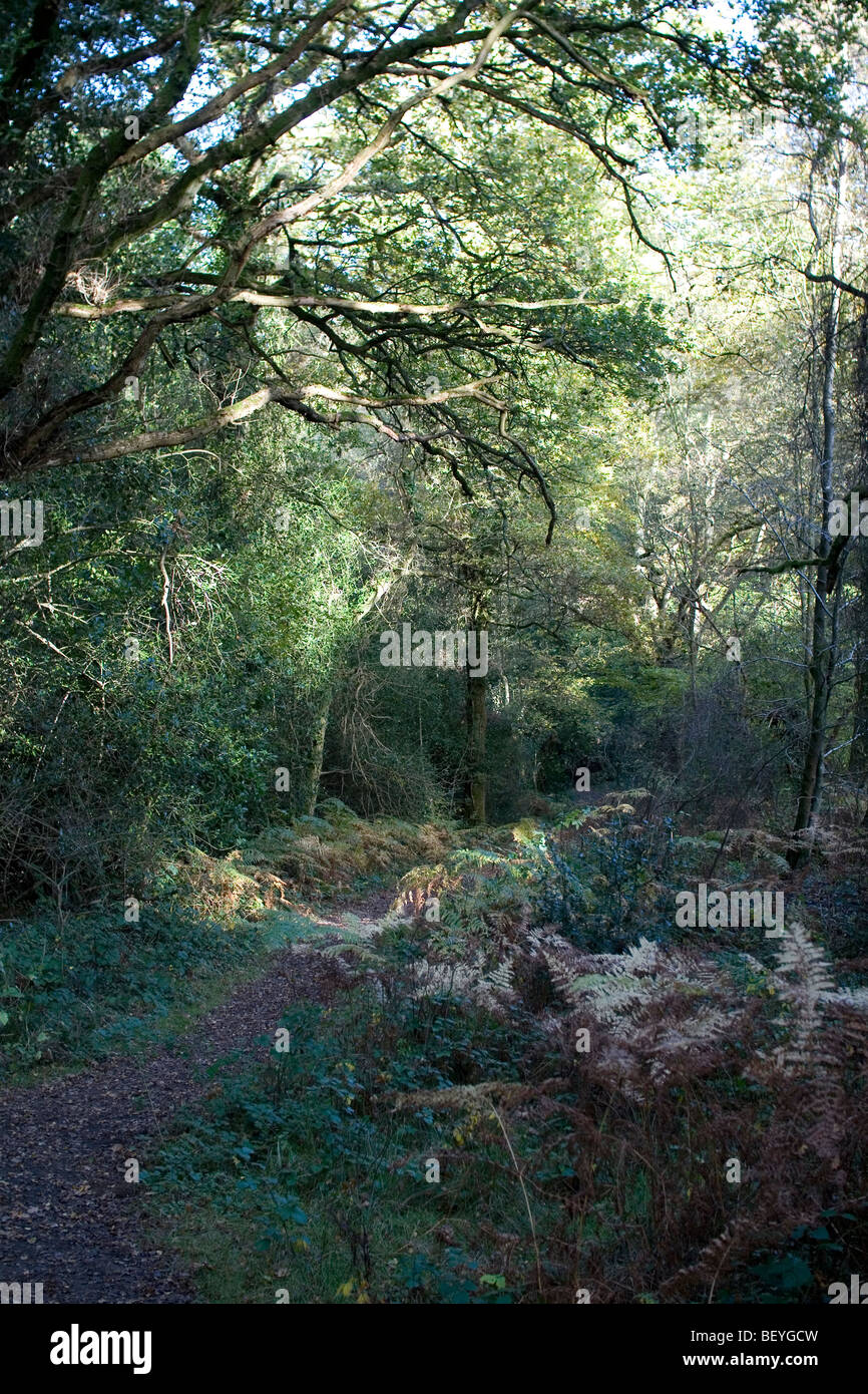 Woodland scene in Autumn, Kent, England Stock Photo - Alamy
