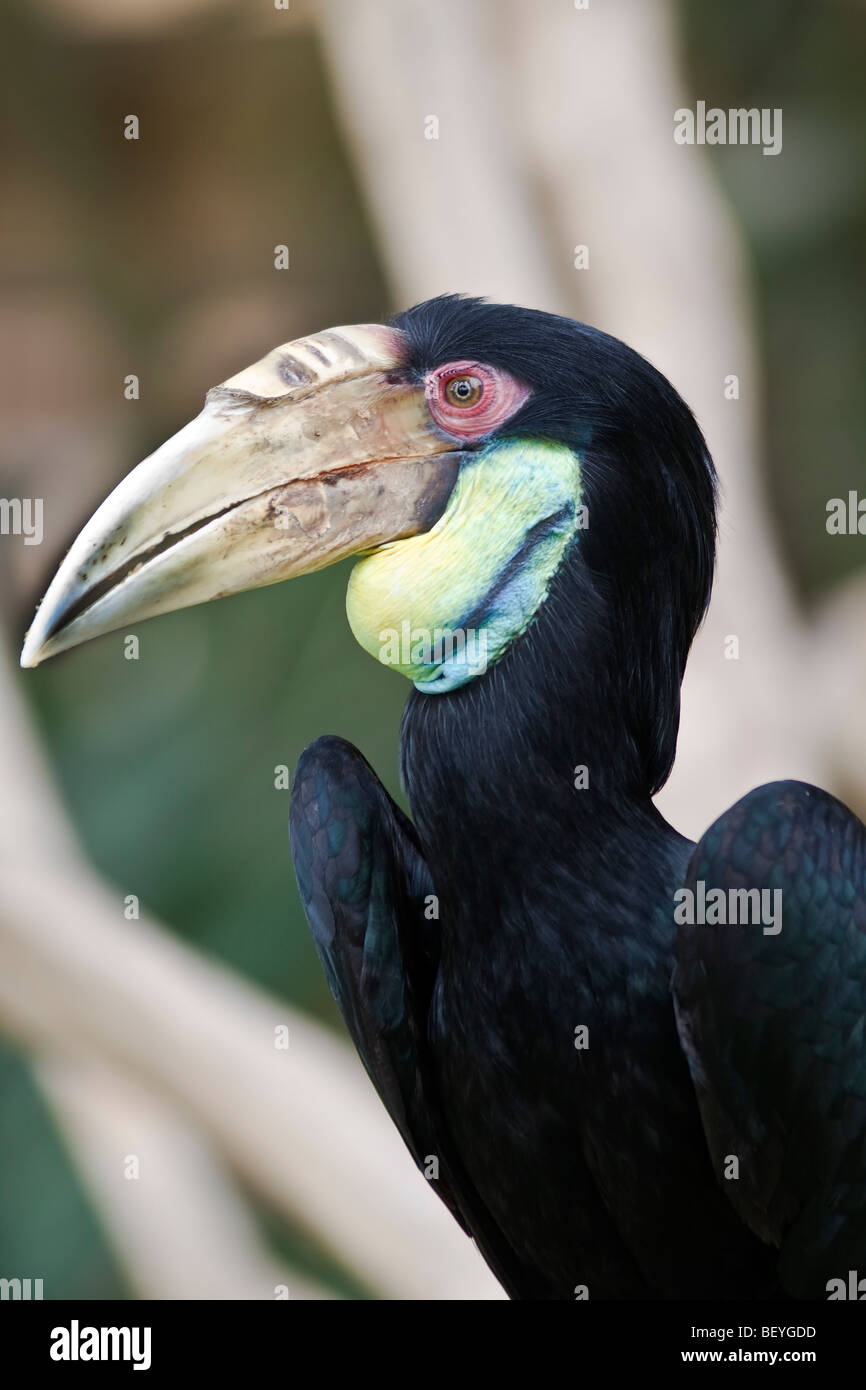 Hornbill in captivity at Bali bird aviary in Indonesia Stock Photo - Alamy