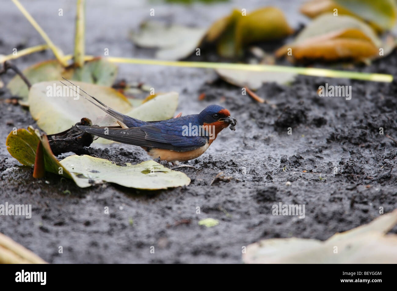 Barn Swallow (Hirundo rustica erythrogaster), sitting on a bank ...