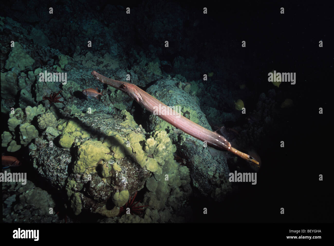 Trumpetfish aulostomus chinensis fish hi-res stock photography and ...