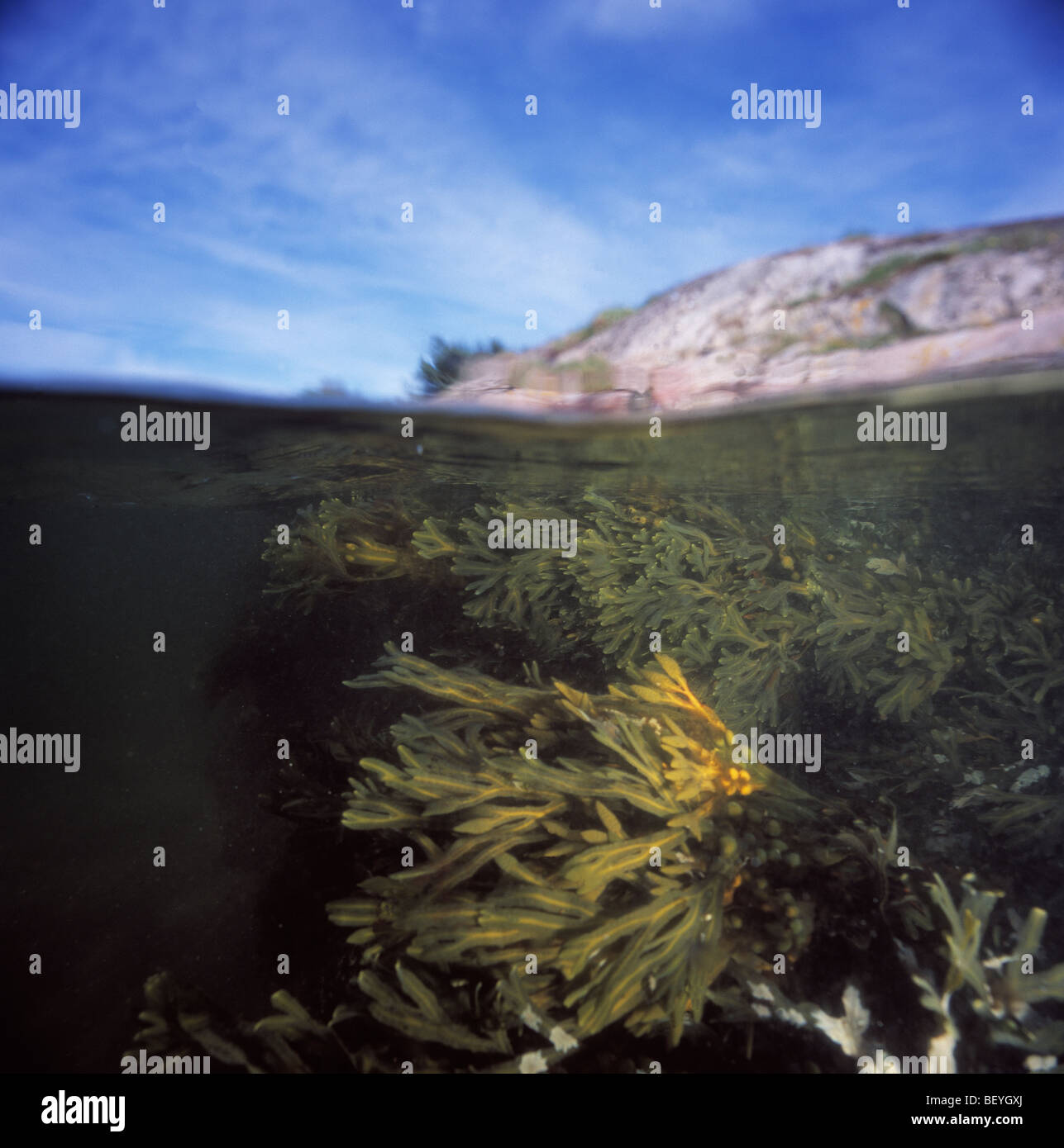 Split vision view from Koster National park, Sweden Stock Photo - Alamy