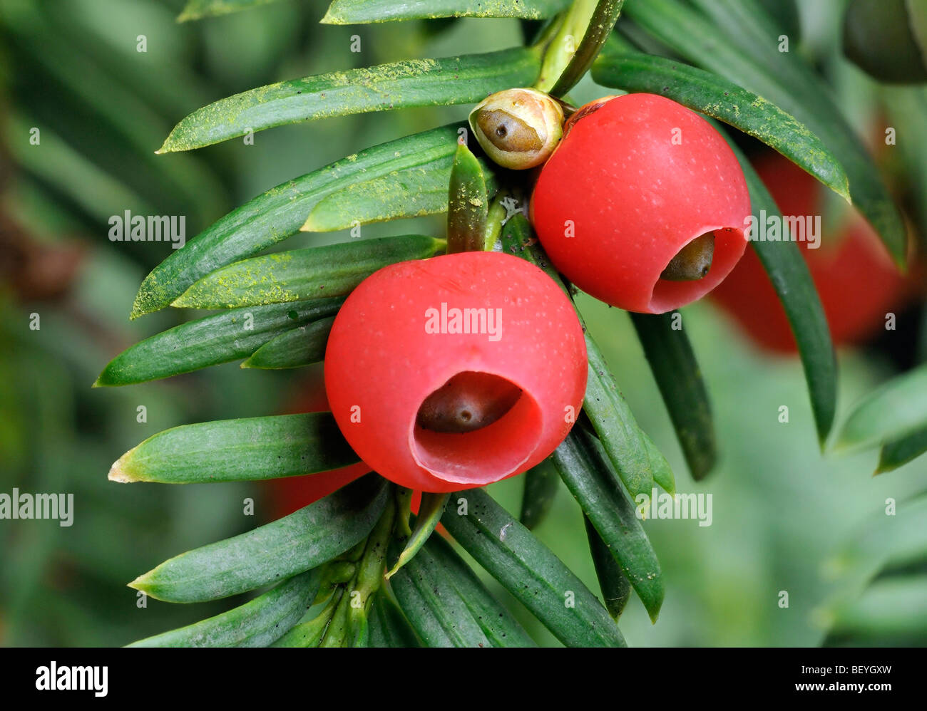 Yew Berries - Taxus baccata Stock Photo - Alamy