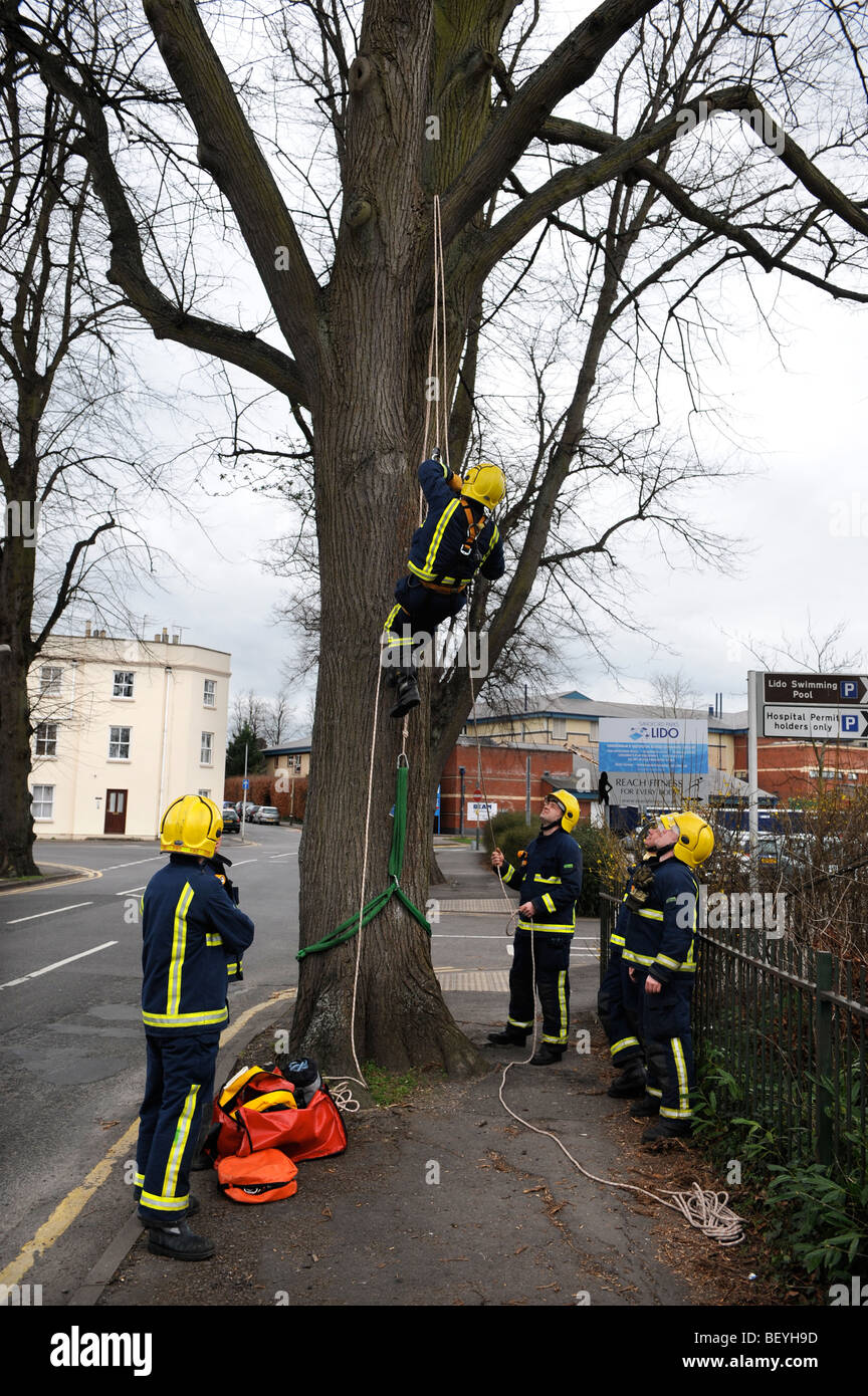 Firefighter Saving Cat From Tree