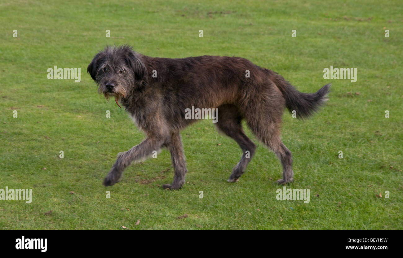 Scruffy Hound High Resolution Stock Photography and Images - Alamy