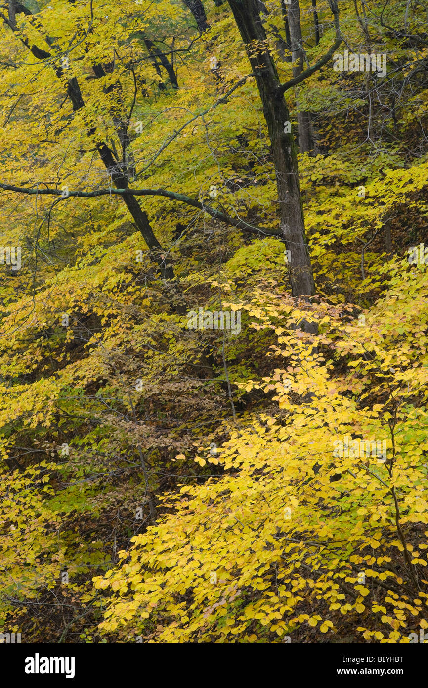 autumn trees on hillside, Pikes Peak State Park, Clayton County, Iowa ...