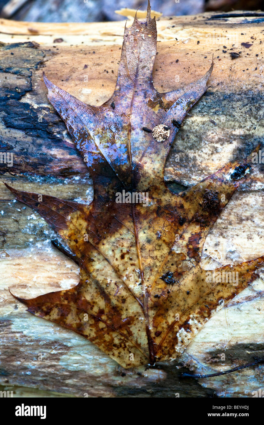 Rotten log hi-res stock photography and images - Alamy