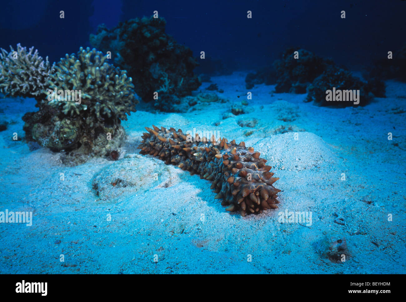 Prickly sea cucumber, Thelenota ananas, the red sea Stock Photo - Alamy