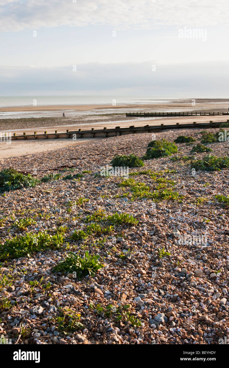 Vegetated shingle beach in Littlehampton, West Sussex Stock Photo - Alamy