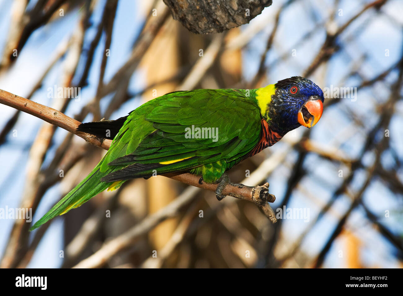 GREEN-NAPED LORIKEET IN TREE Stock Photo - Alamy