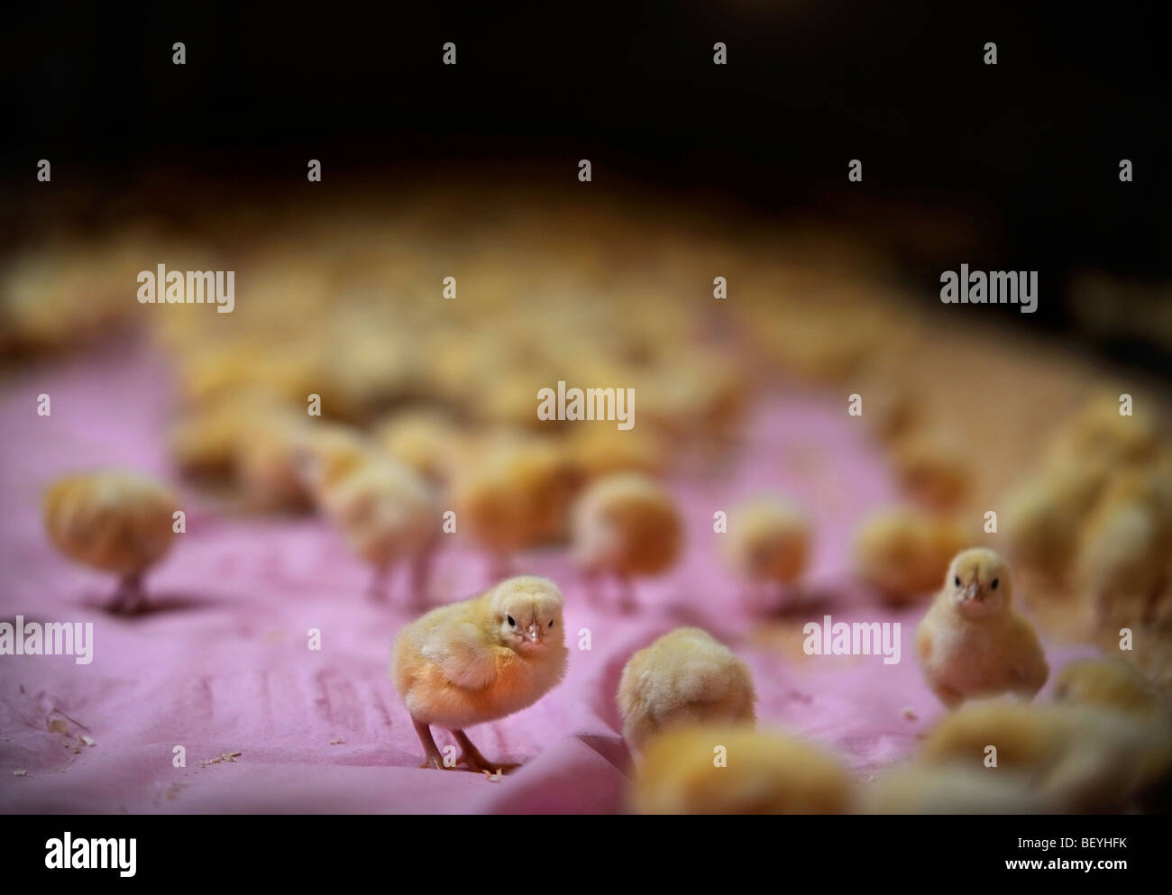 Broiler chicken farm uk hi-res stock photography and images - Alamy