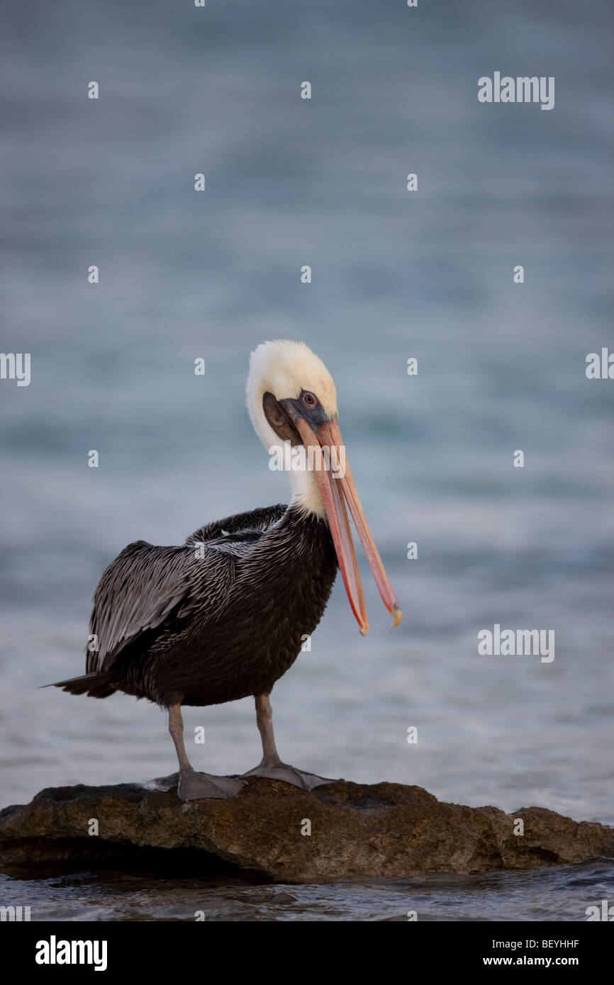 Brown Pelican (Pelecanus occidentalis occidentalis), in winter plumage ...