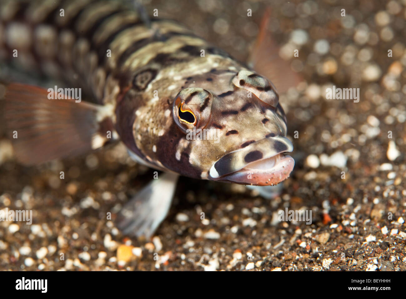 Sandperch hi-res stock photography and images - Alamy