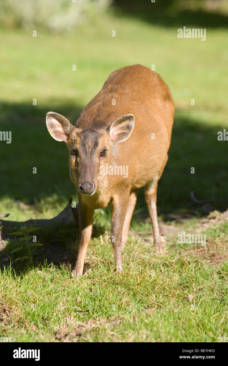 Muntiacus reevesi doe hi-res stock photography and images - Alamy