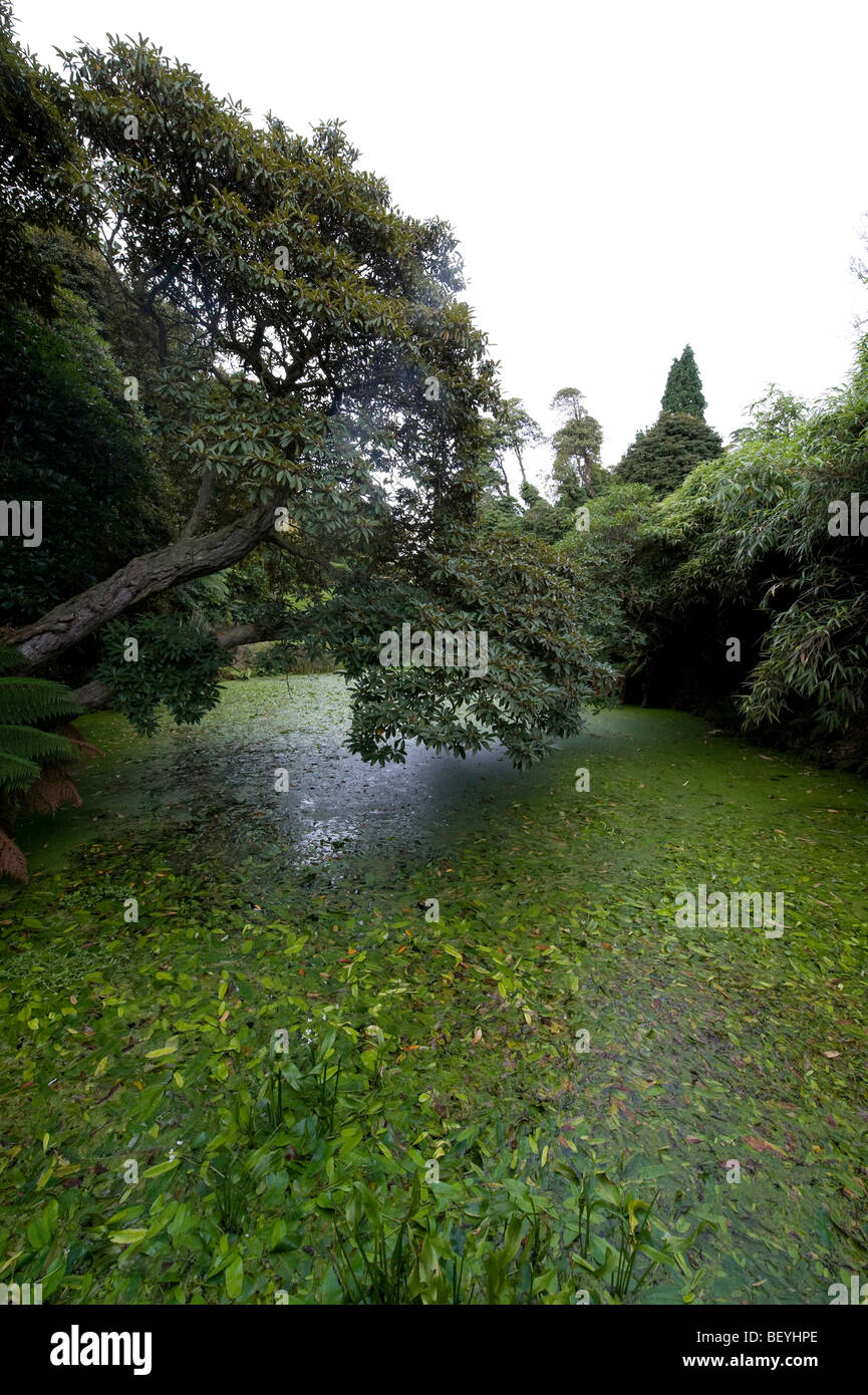 The Jungle in The Lost Gardens of Heligan, Cornwall Stock Photo - Alamy