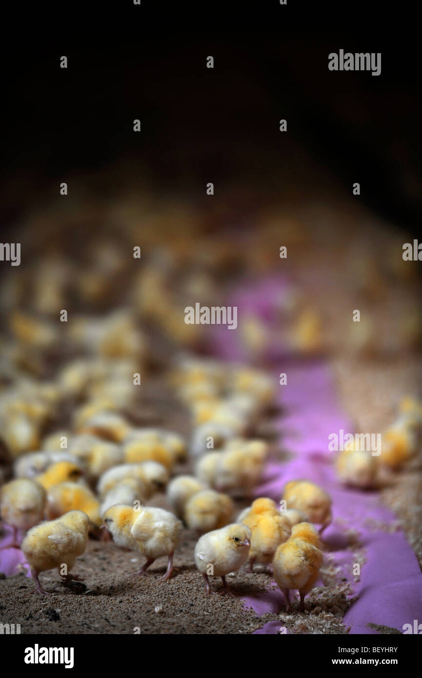 Broiler hen hi-res stock photography and images - Alamy